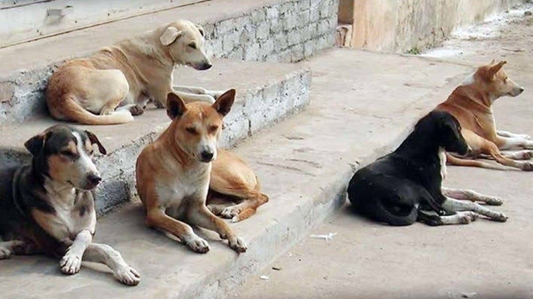 Stray dogs killed in shocking cruelty incident in Bihar | Hindustan Dot